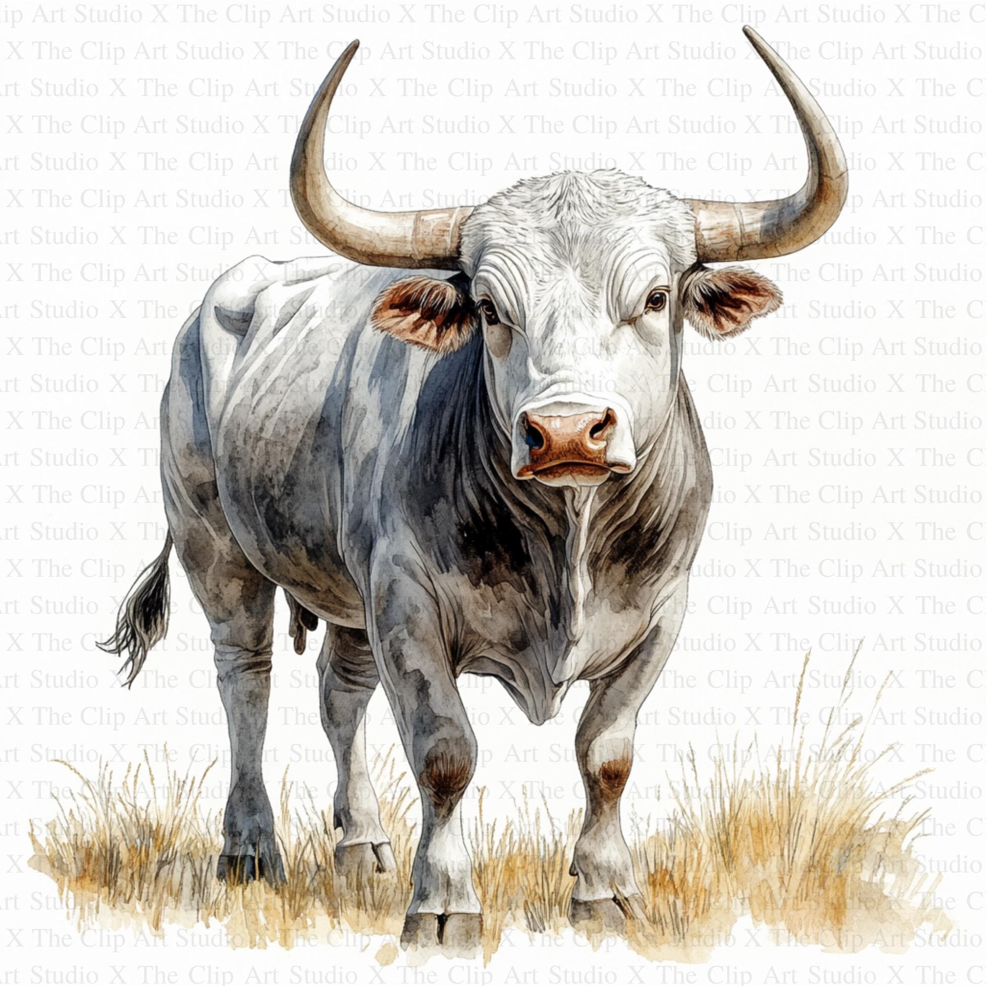 Bull Clipart 10 High Quality Jpgs Instant Digital Download Card Making ...