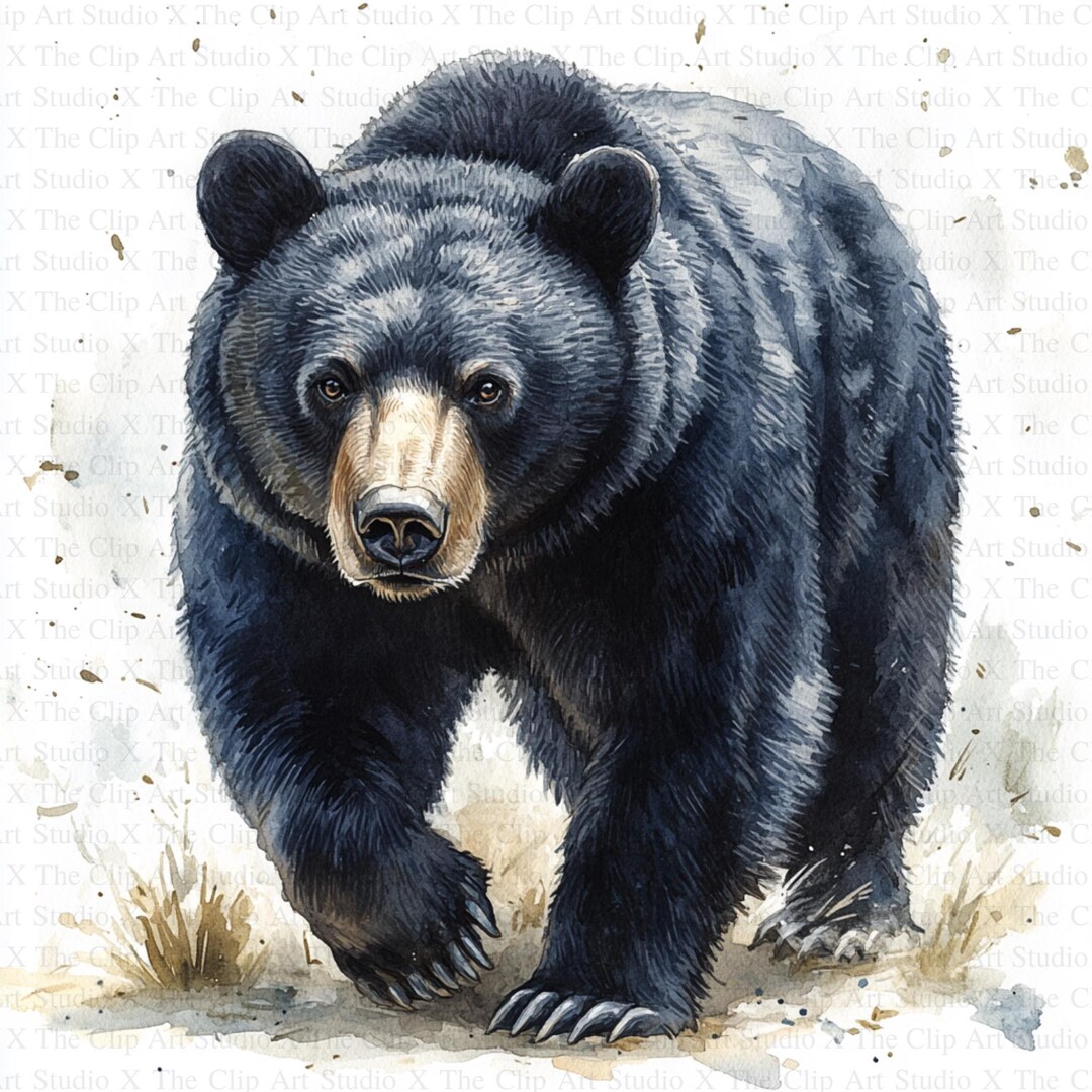 Watercolor Black Bear Clipart | 10 High Quality Jpgs | Digital Download ...