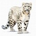 Snow Leopard Clipart | 10 High Quality Jpgs | Digital Download | Junk ...