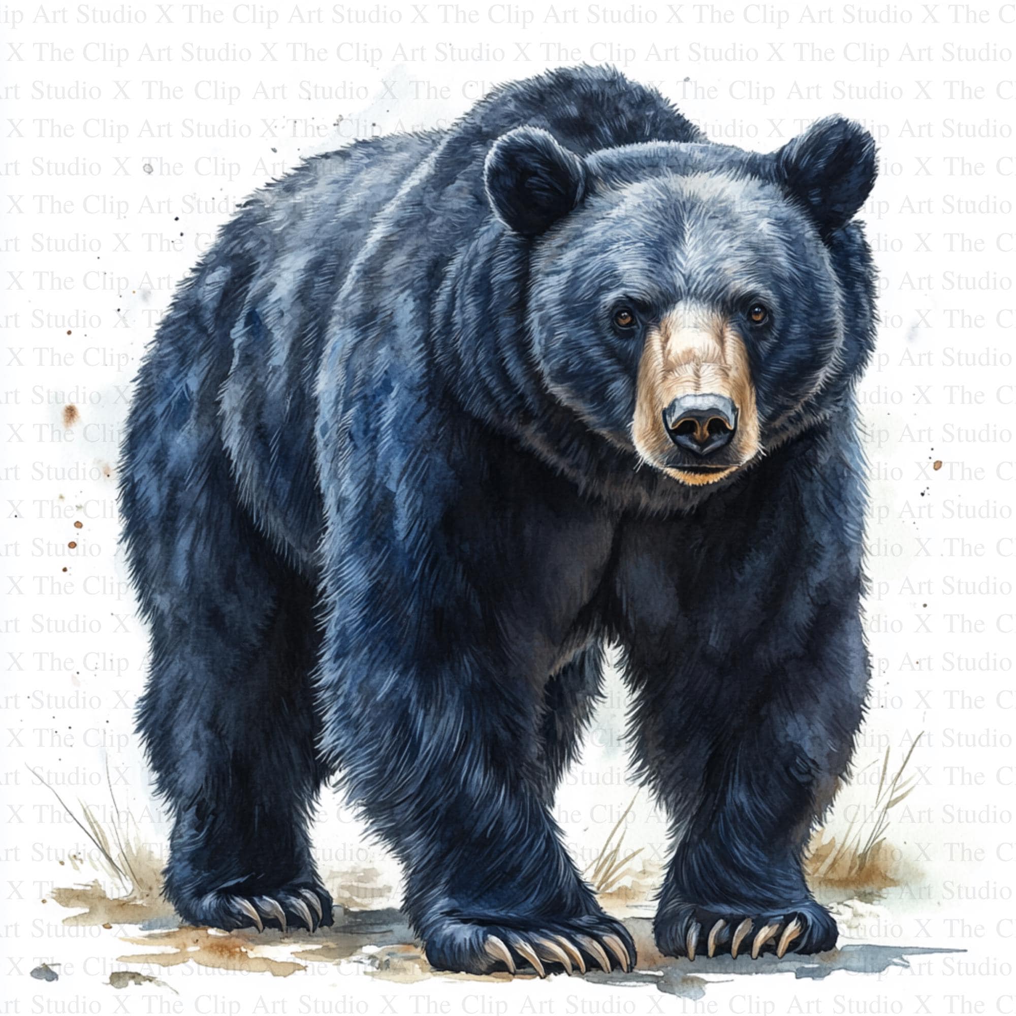 Watercolor Black Bear Clipart 10 High Quality Jpgs Digital Download ...