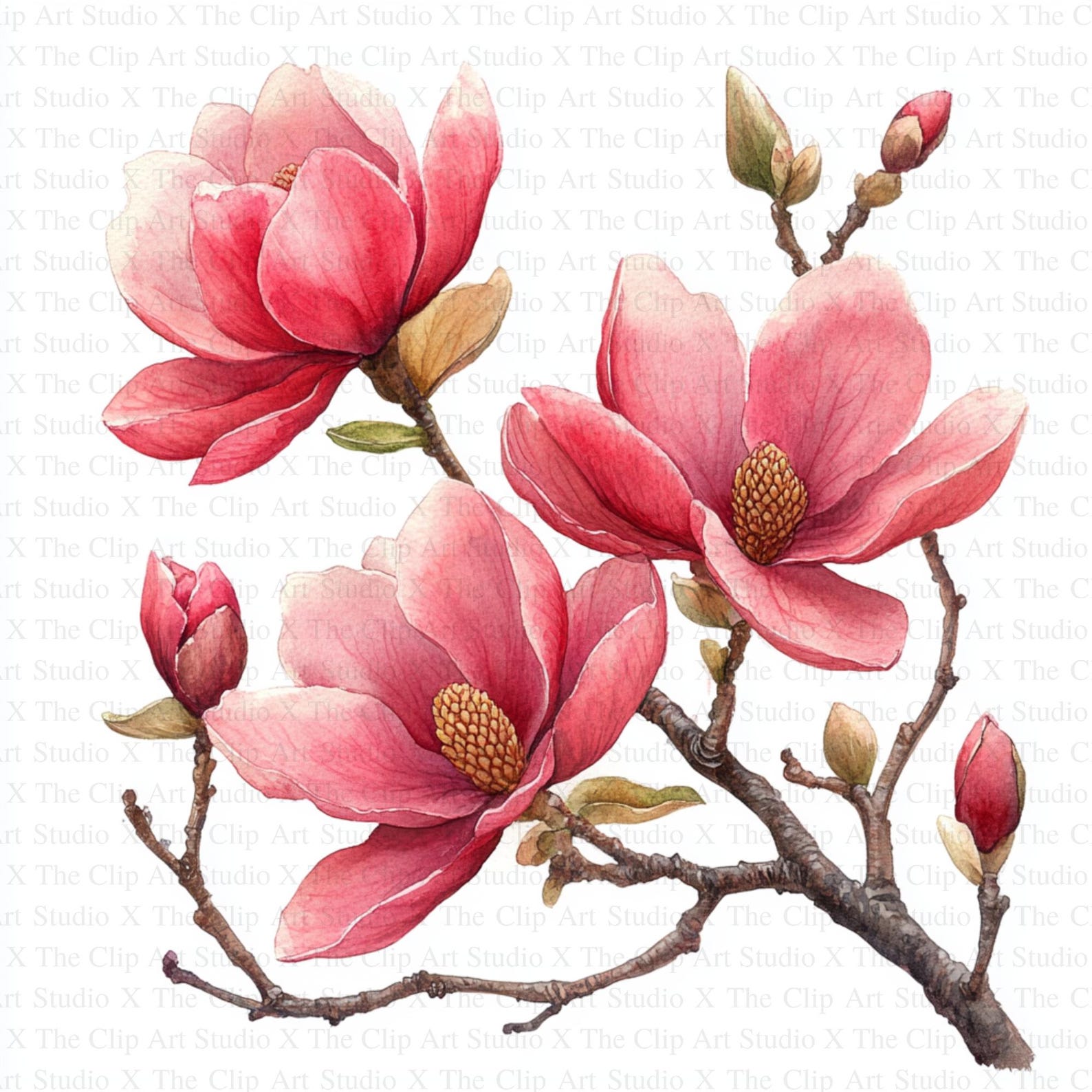 Magnolia Branches Clipart | 10 High Quality Jpgs | Instant Digital ...