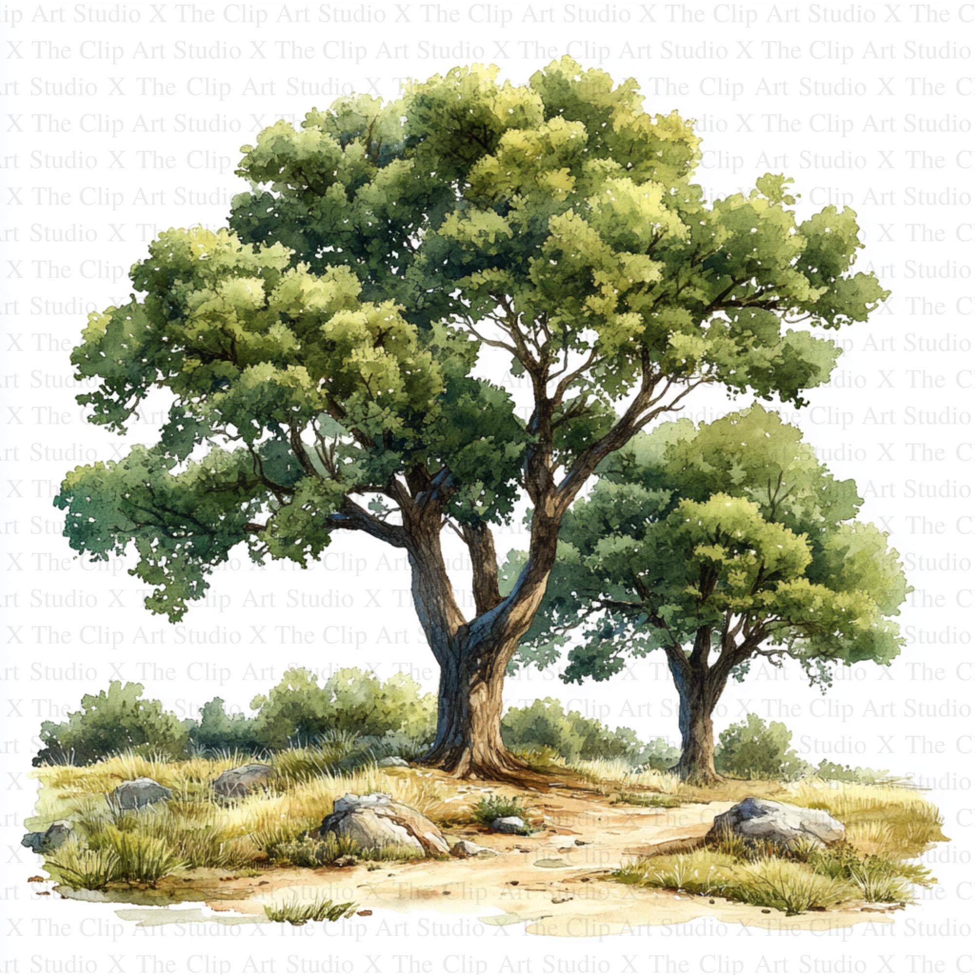 Oak Trees Clipart 10 High Quality Jpgs Digital Download Card Making ...