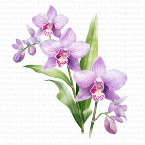Orchid Clipart | 10 High Quality Jpgs | Digital Download | Card Making ...