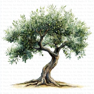Olive Trees Clipart | 10 High Quality Jpgs | Digital Download | Card ...