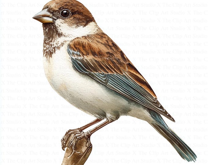 16 Sparrow Bird Clipart Bundle, Printable Watercolor Sparrow Images ...