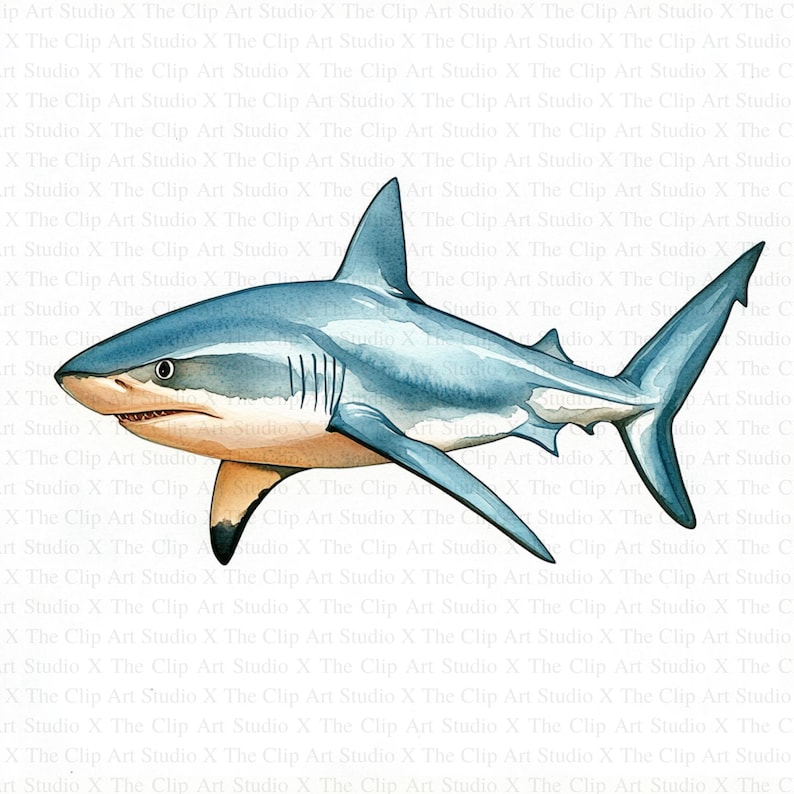Watercolor Shark Clipart 10 High Quality Jpgs Digital Download Card ...