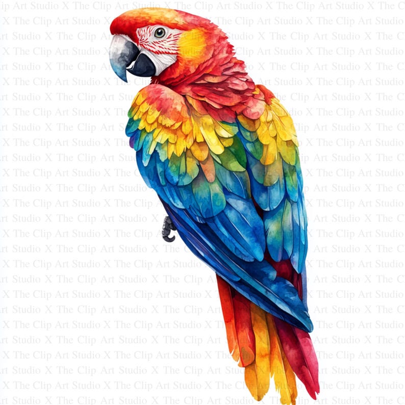 Colorful Parrot Clipart 10 High Quality Jpgs Digital Download Nursery ...