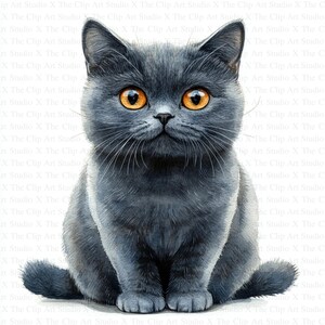 British Shorthair Cats Clipart | 10 High Quality Jpgs | Digital ...