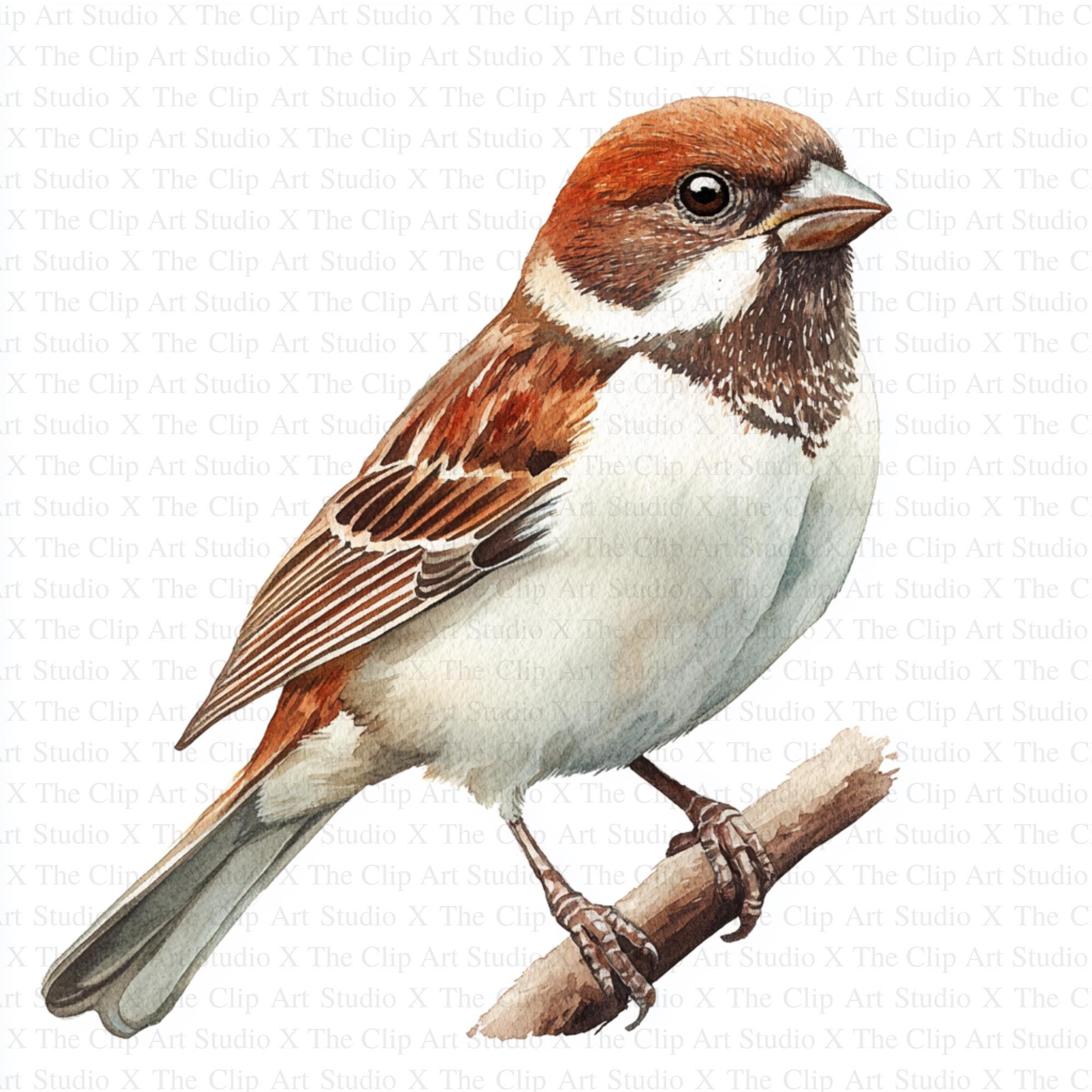 Sparrow Clipart | 10 High Quality Jpgs | Digital Download | Nursery Art | Card Making | Animal ...