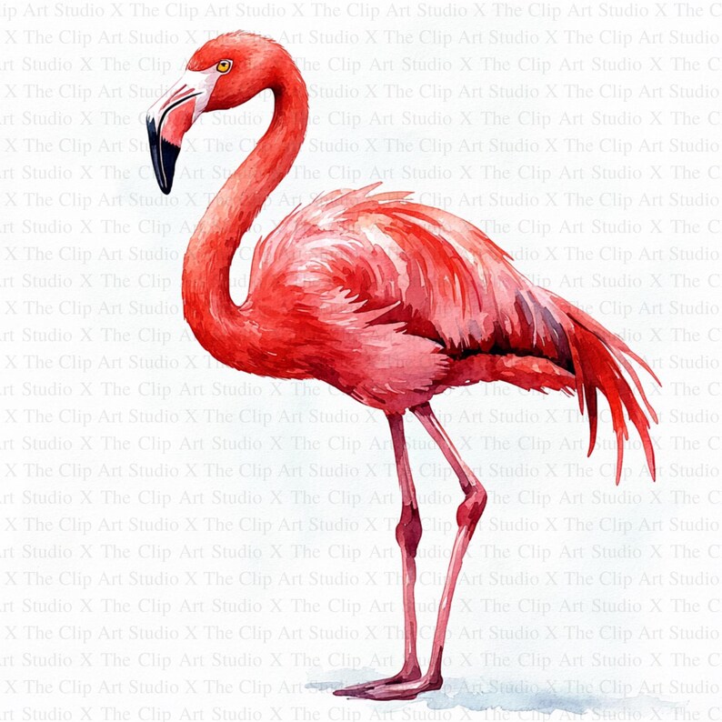 Flamingo Clipart 10 High Quality Jpgs Digital Download Card Making Clip ...