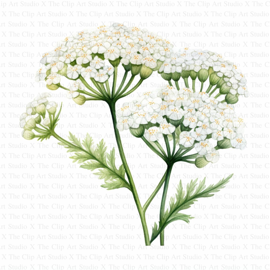 Yarrow Clipart | 10 High Quality Jpgs | Digital Download | Card Making ...