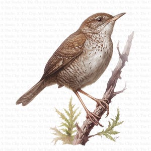 Wren Clipart | 10 High Quality Jpgs | Digital Download | Nursery Art ...