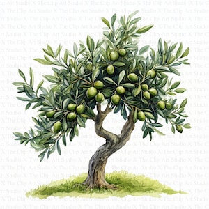Olive Trees Clipart 10 High Quality Jpgs Digital Download Card Making Journaling Digital Paper ...