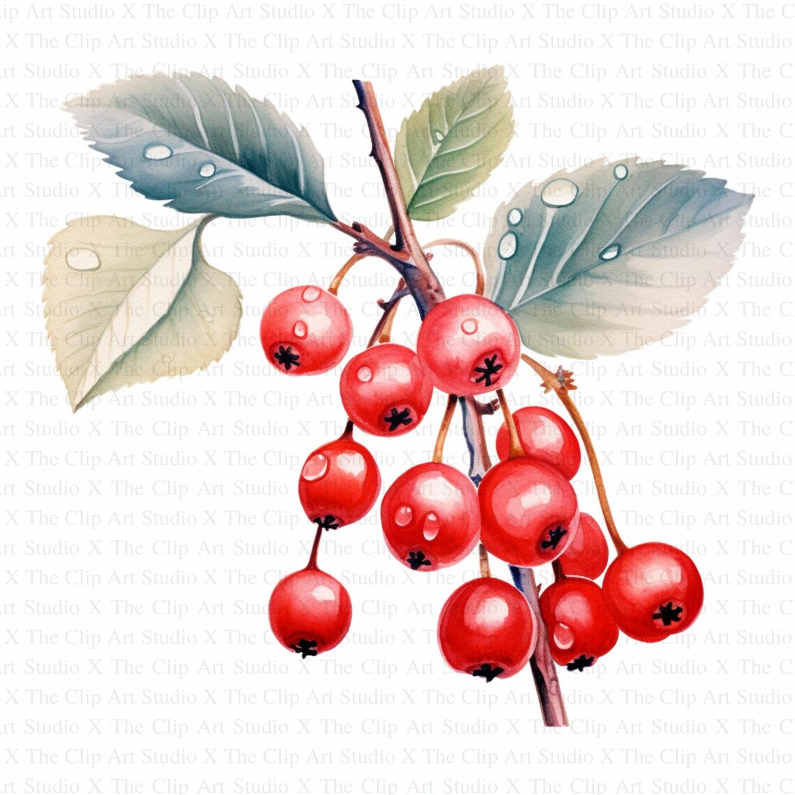 Winter Berries Clipart | 10 High Quality Jpgs | Digital Download | Card ...