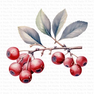 Winter Berries Clipart | 10 High Quality Jpgs | Digital Download | Clip ...
