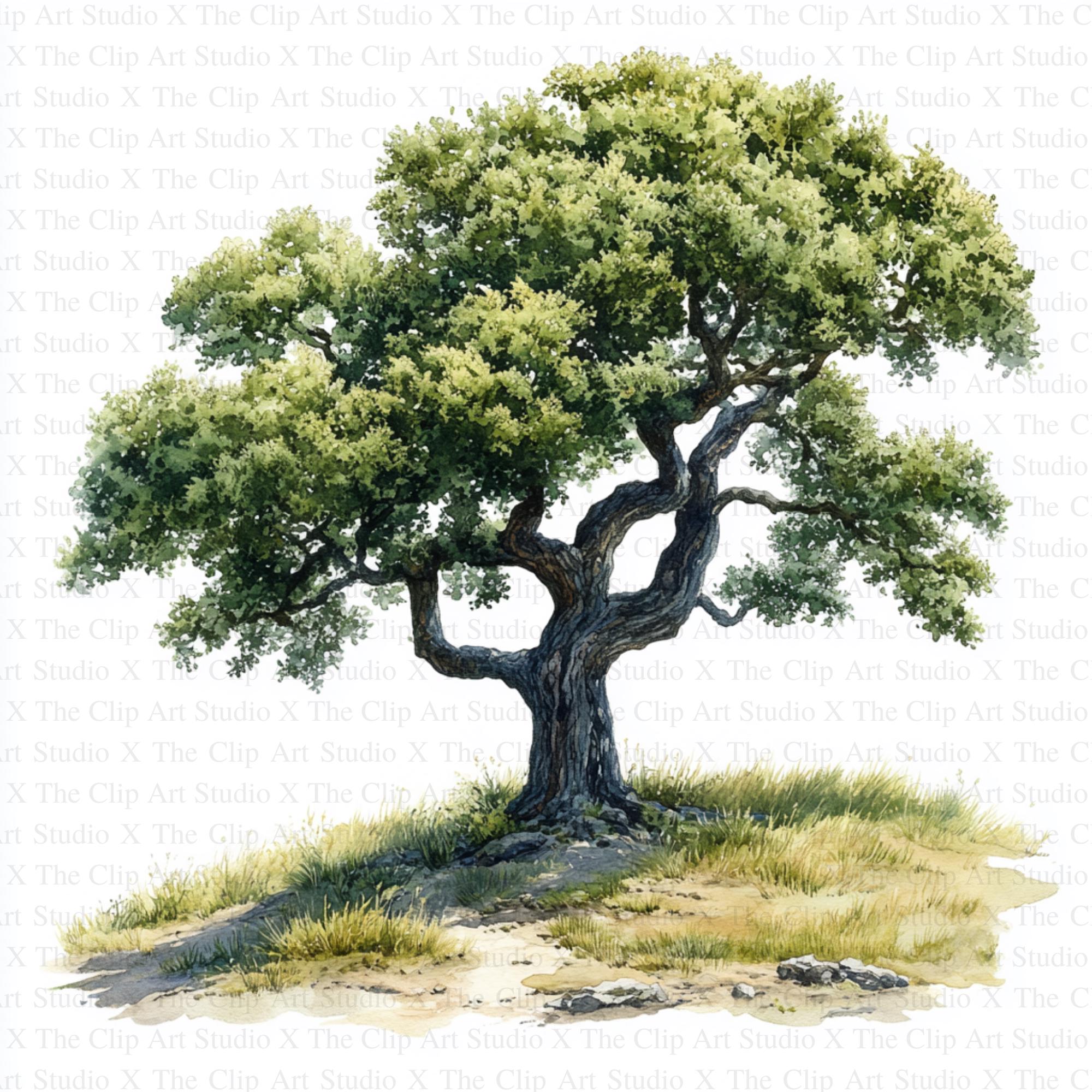 Oak Trees Clipart 10 High Quality Jpgs Digital Download Digital Paper ...