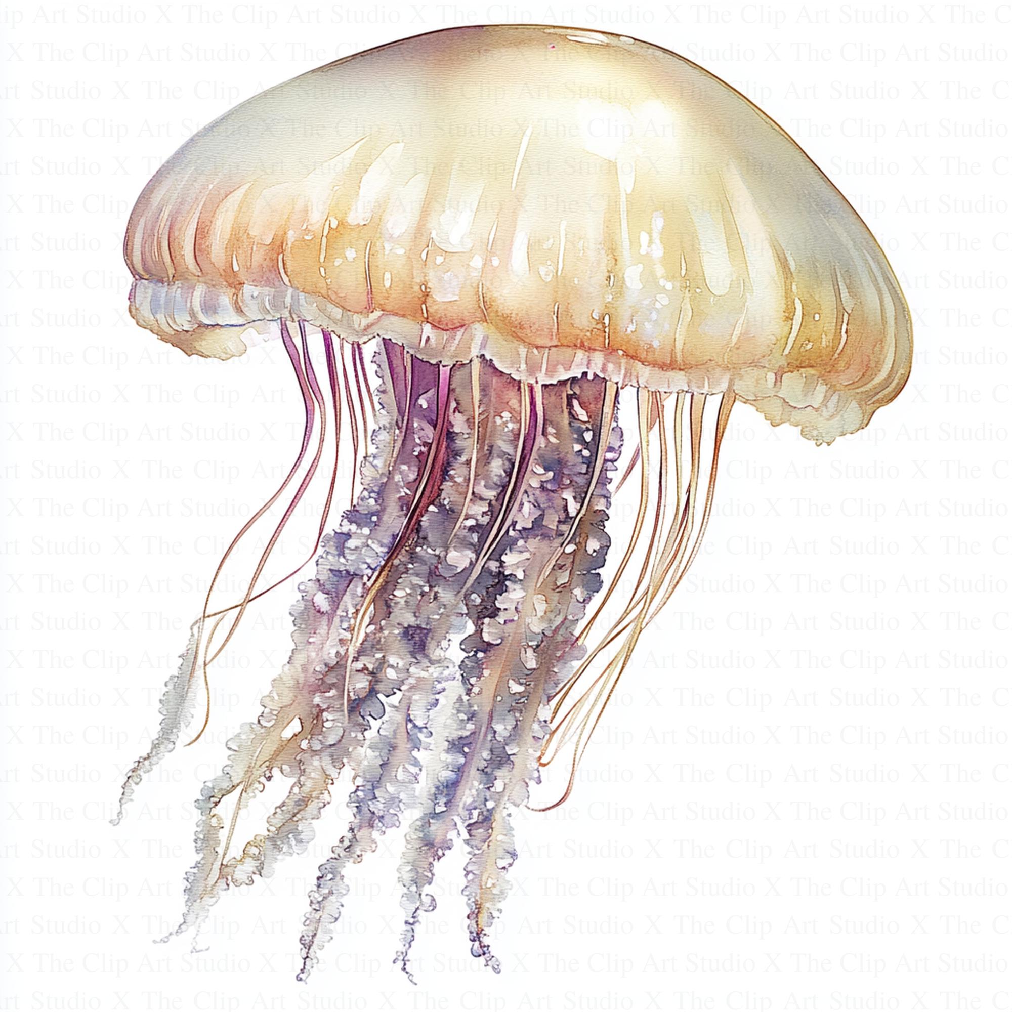 Jellyfish Clipart | 10 High Quality Jpgs | Digital Download | Sea Jelly ...