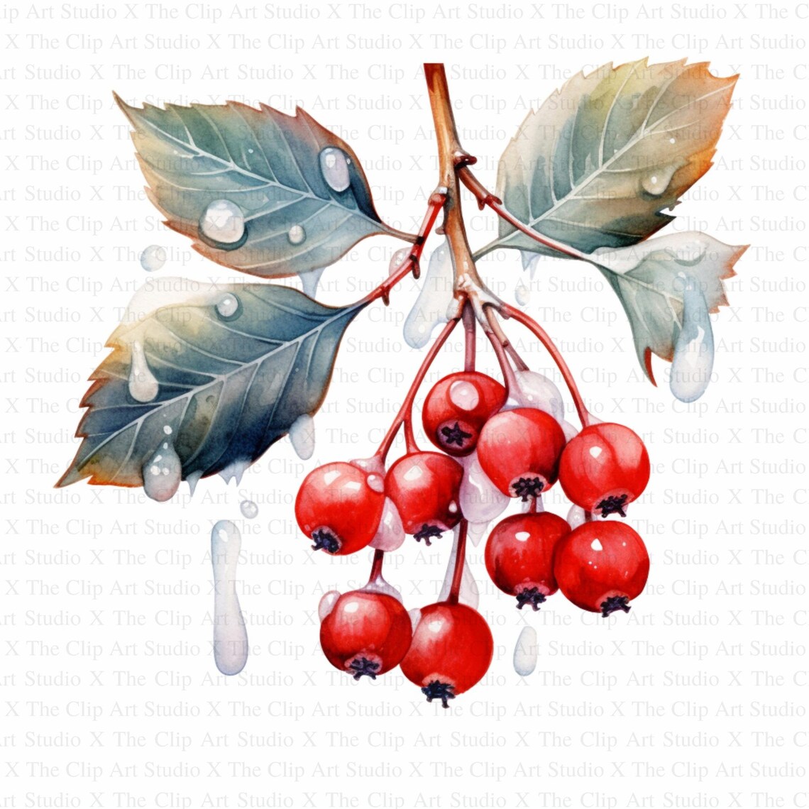 Winter Berries Clipart | 10 High Quality Jpgs | Digital Download | Card ...