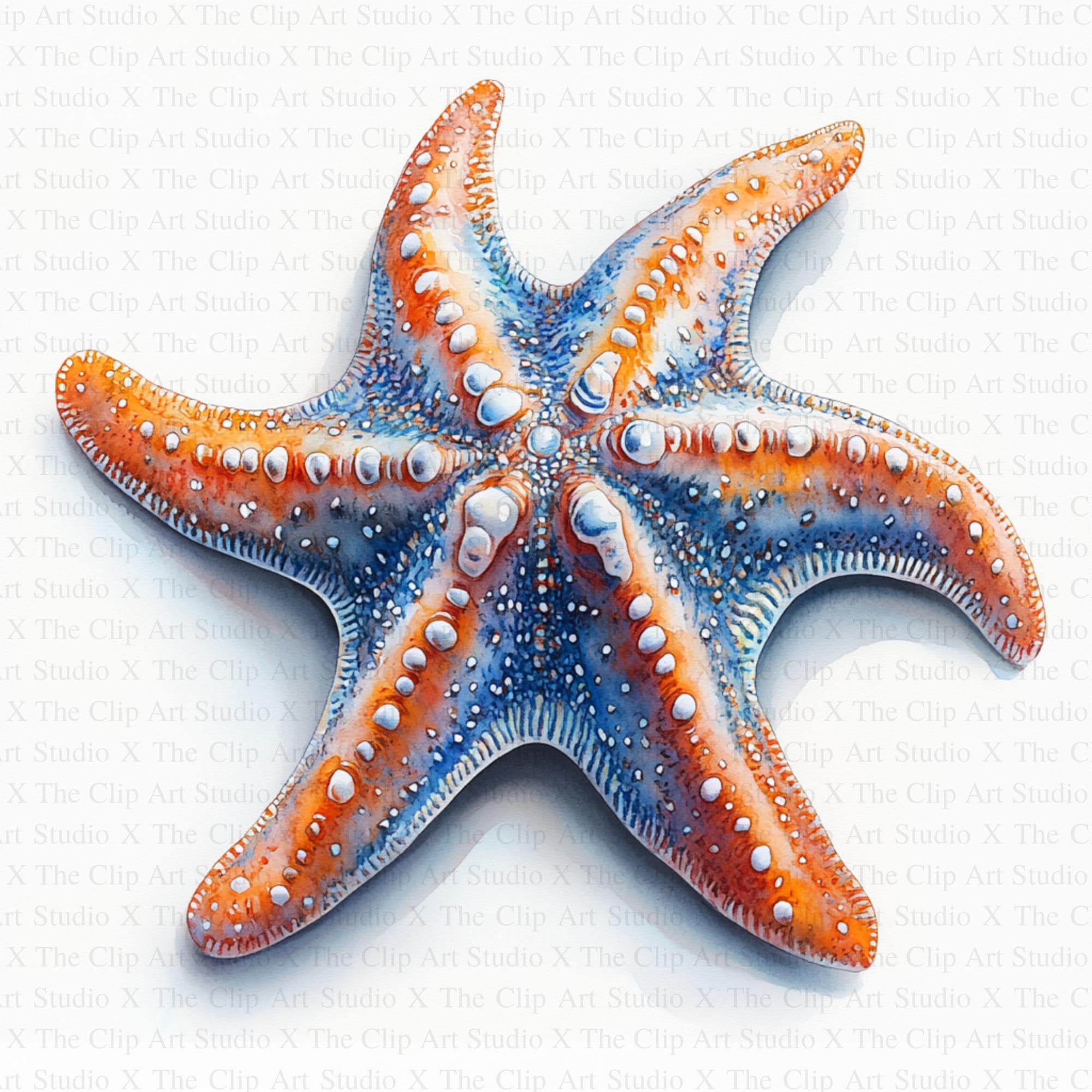 Starfish Clipart 10 High Quality Jpgs Digital Download Card Making Clip ...