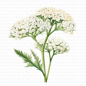 Yarrow Clipart | 10 High Quality Jpgs | Digital Download | Card Making ...