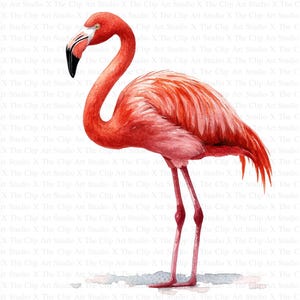 Flamingo Clipart | 10 High Quality Jpgs | Digital Download | Flamingo ...