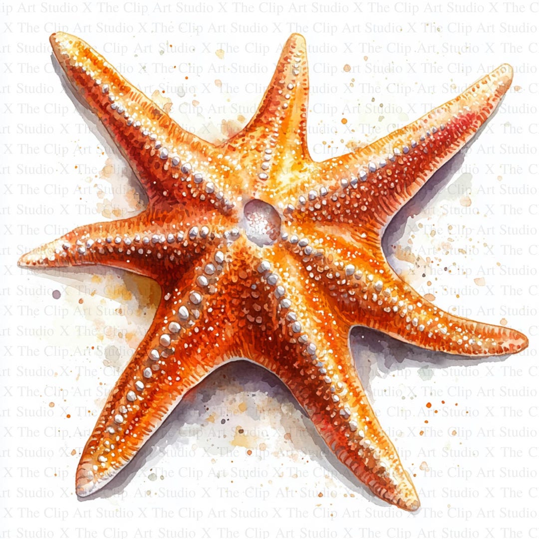 Starfish Clipart | 10 High Quality Jpgs | Digital Download | Nursery ...