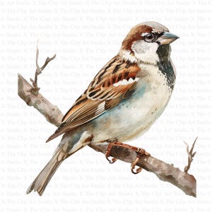 Sparrow Clipart | 10 High Quality Jpgs | Digital Download | Nursery Art ...
