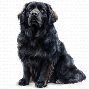 Newfoundland Dog Clipart | 10 High Quality Jpgs | Digital Download ...