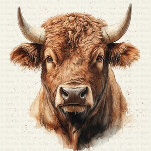 Bull Clipart | 10 High Quality Jpgs | Instant Digital Download | Card ...