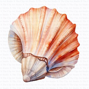 Seashells Clipart | 10 High Quality Jpgs | Digital Download | Junk ...