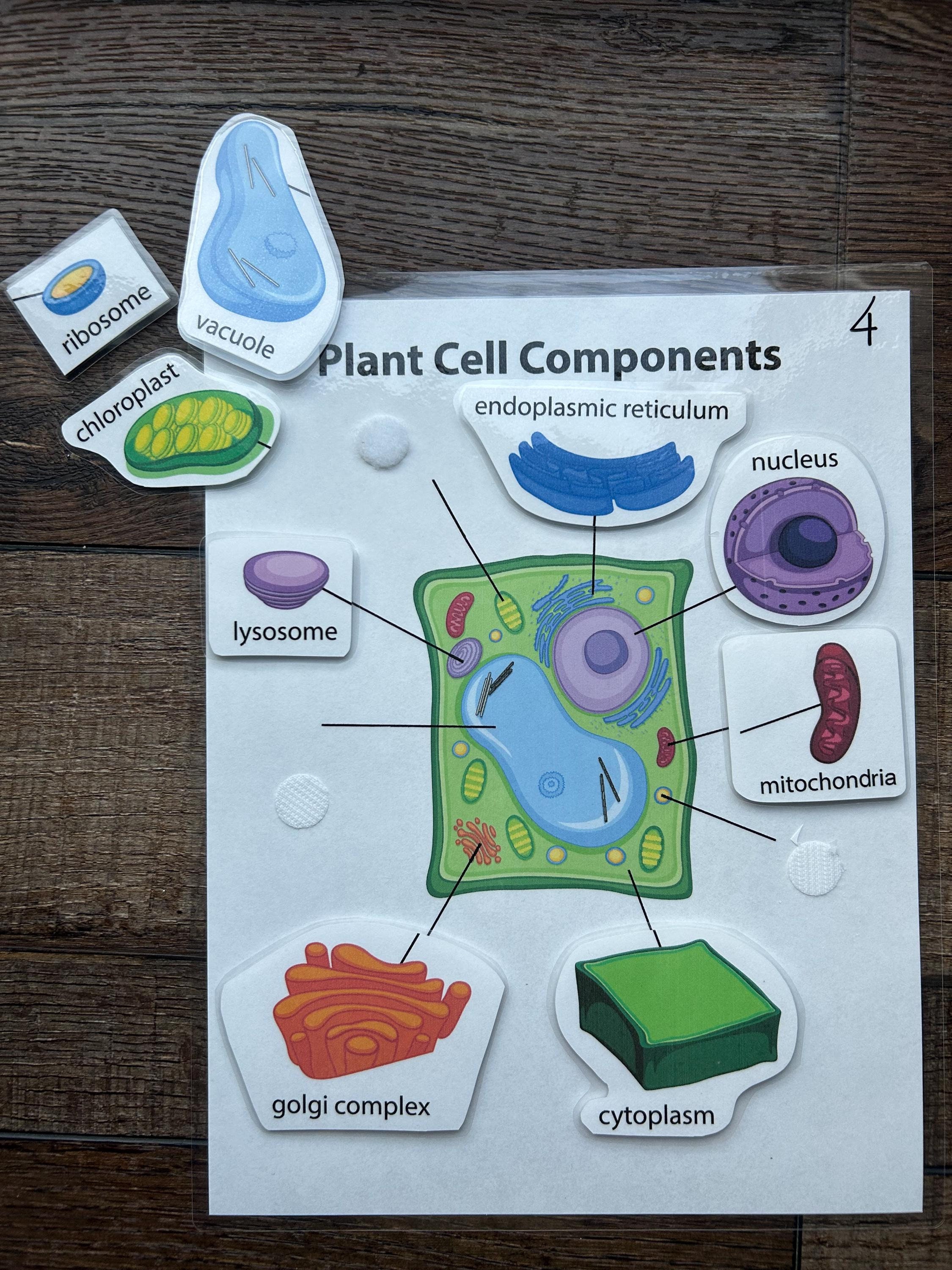 CC Cycle 1 Science Printables - Weeks 3, 4, and 10 - Etsy
