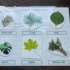 CC Cycle 1 Science Printables Weeks 3, 4, and 10 - Etsy