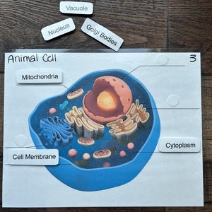CC Cycle 1 Science Printables Weeks 3, 4, and 10 - Etsy