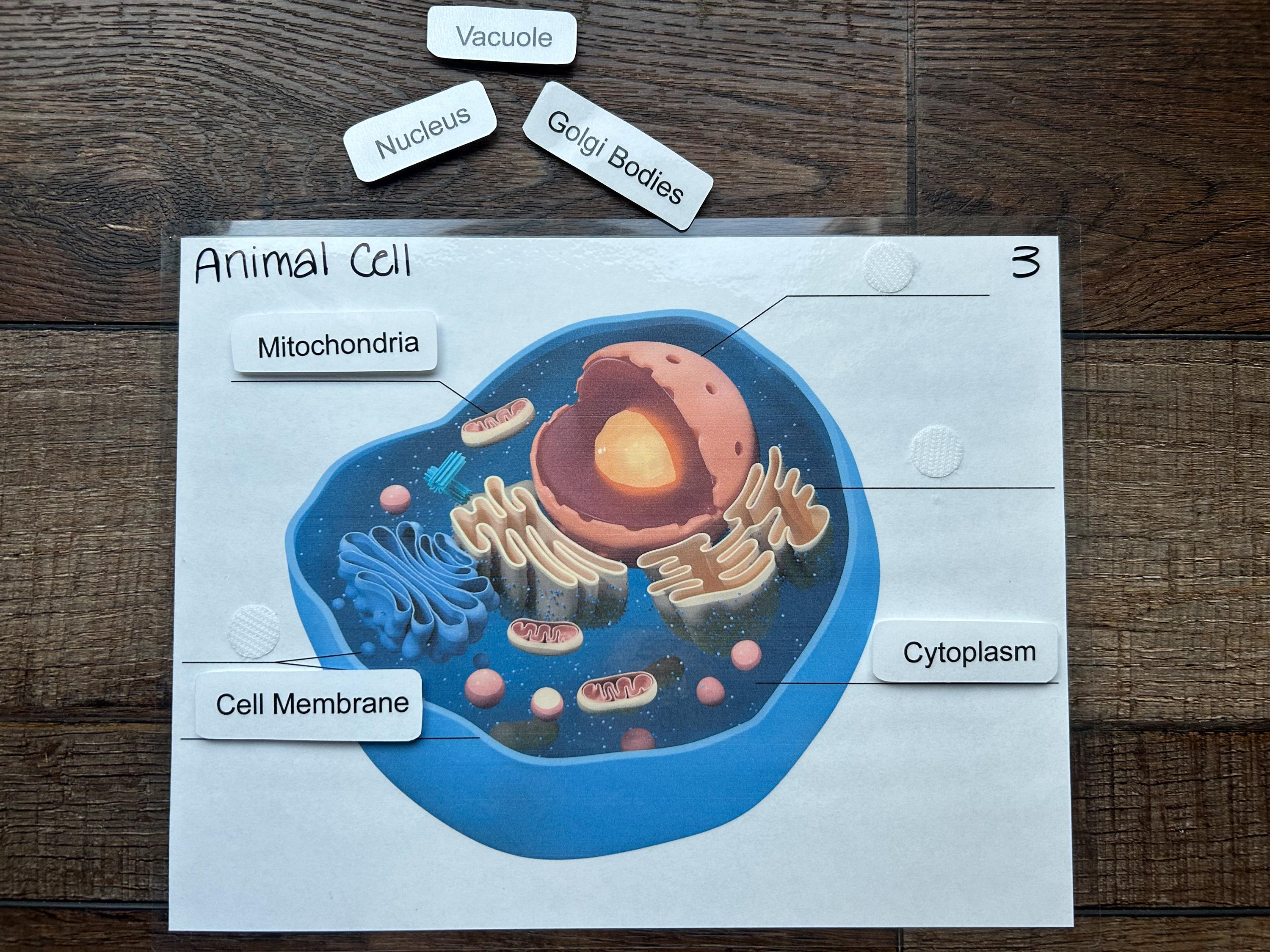 CC Cycle 1 Science Printables - Weeks 3, 4, and 10 - Etsy