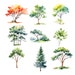 Watercolor Trees Clipart Set: PNG Images for Commercial Use Forest and ...