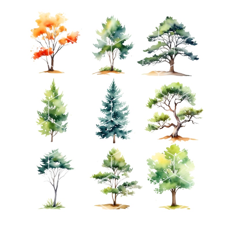 Watercolor Trees Clipart Set: PNG Images for Commercial Use Forest and ...