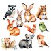 Enchanted Forest Friends Clipart 50 Watercolor Pngs, Woodland Animals ...