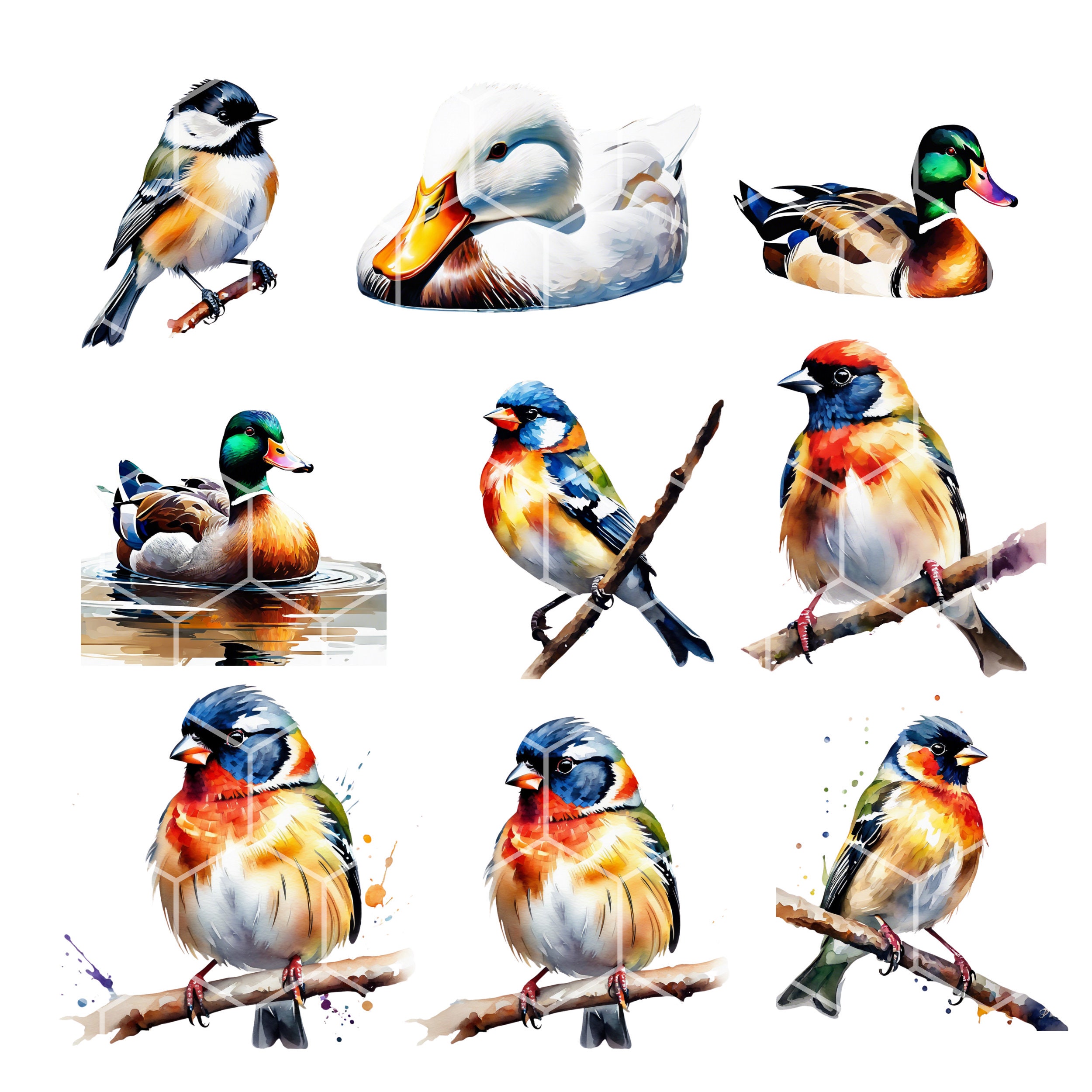 Beautiful Watercolor Bird Clipart PNG Bundle Transparent Background ...