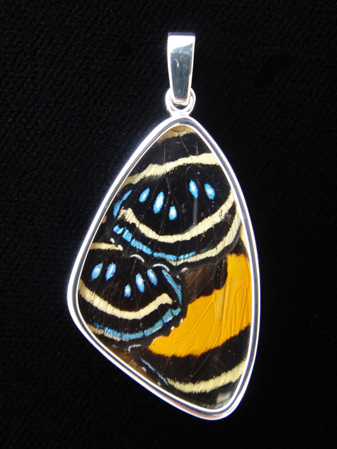 Real Butterfly Wing Pendant Speckled Numberwing in Size Large Somewhat ...