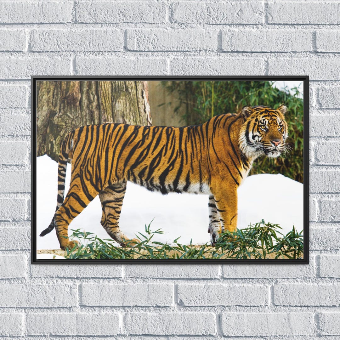 Sumatran Tiger Premium Quality Poster Colorful Professional Wall Decor ...