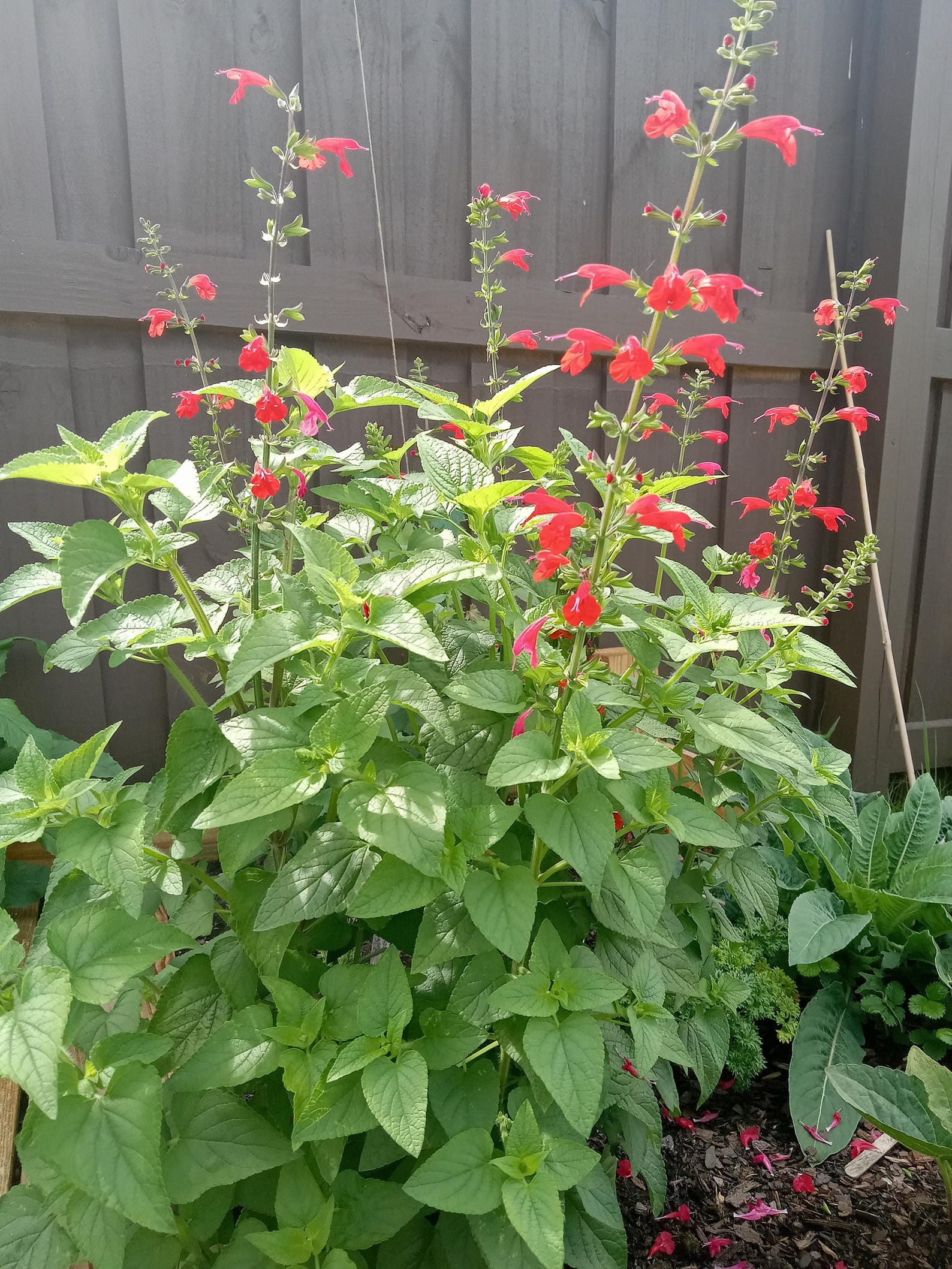 Salvia Coccinea scarlett Sage, Seeds - Etsy