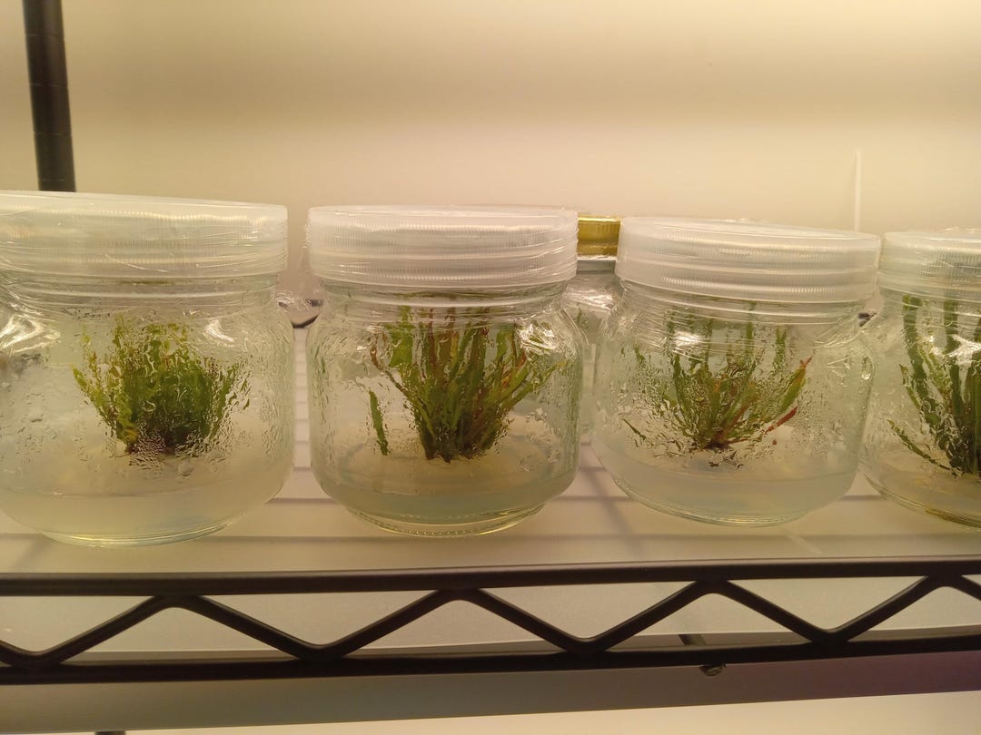 Sarracenia Minor "albino" - Etsy