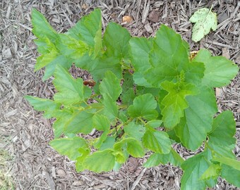 Physocarpus Opulifolius Ninebark 'nugget' Chartreuse Yellow Flowering ...