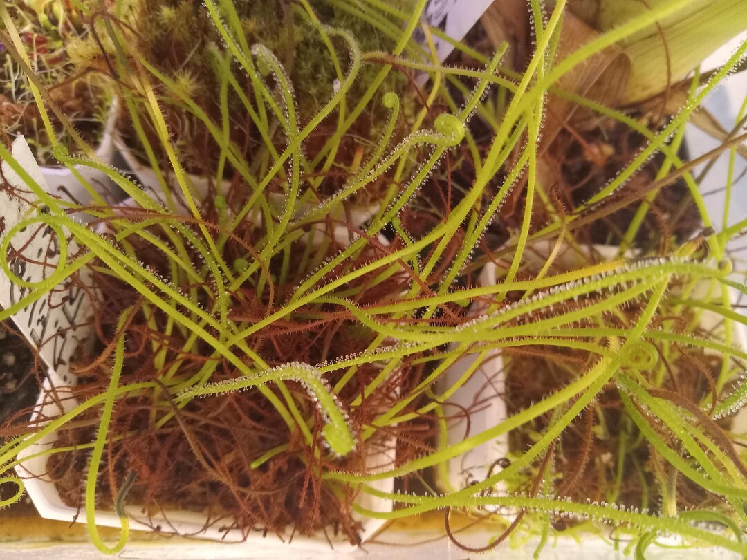 Gulf Coast Threadleaf Sundew (drosera Filiformis Var. Trayci) Plant - Etsy