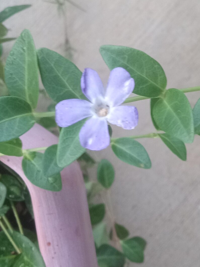 Vinca Minor periwinkle Plant - Etsy