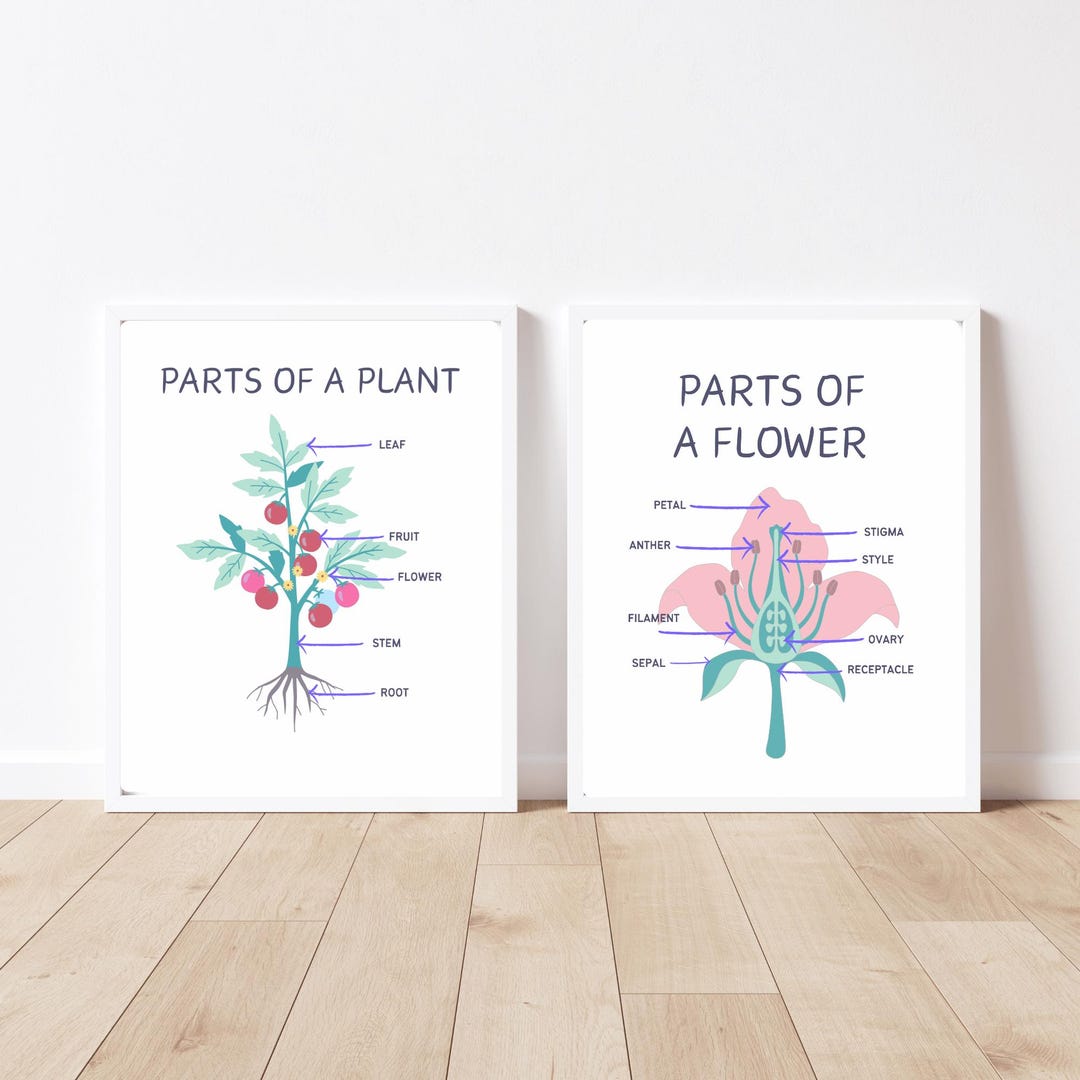 Parts of a Plant Digital Art Parts of a Flower Wall Art Educational ...