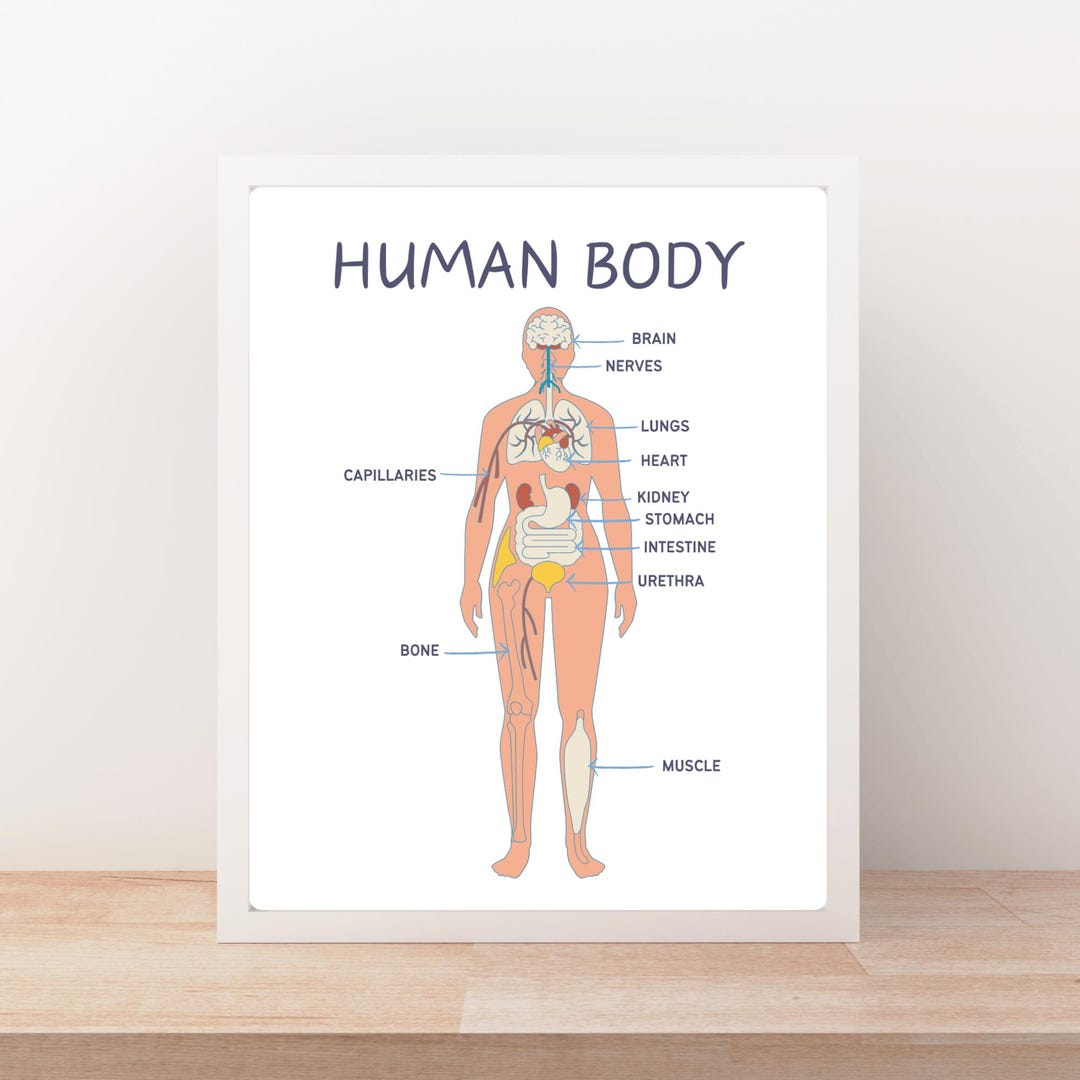 Human Body Parts Digital Art Educational Human Anatomy Art Classroom ...