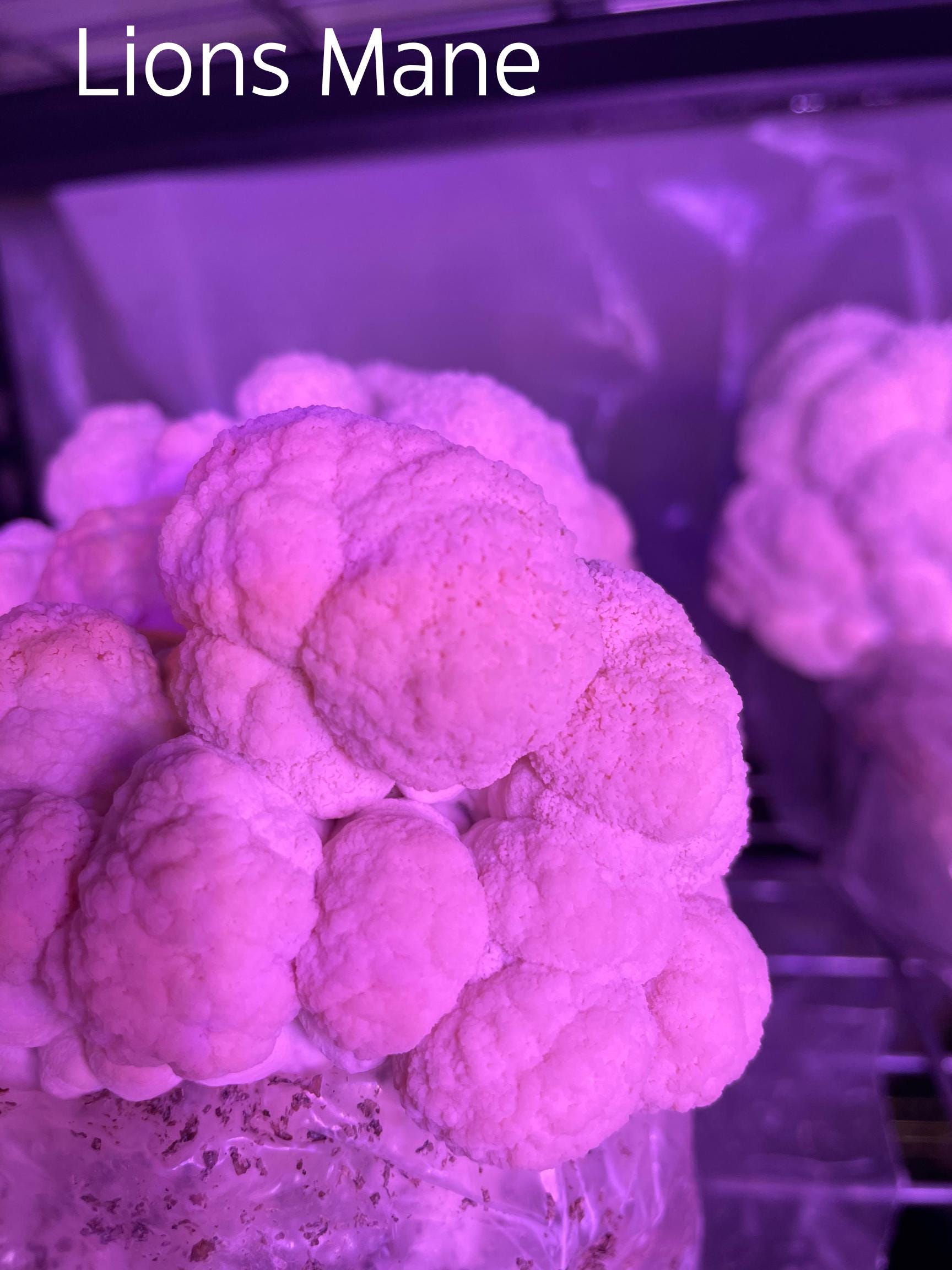 Mushroom Liquid Cultures - Etsy