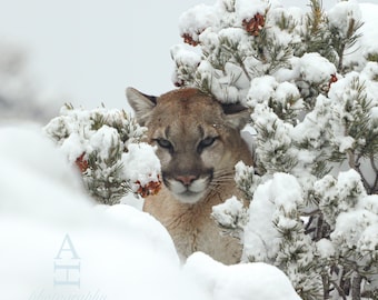 Mountain Lion Nature Photography Digital Print Download Close-up Cougar ...