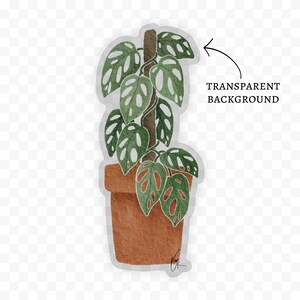 Swiss Cheese Plant Sticker, Monstera Adansonii, House Plant in ...